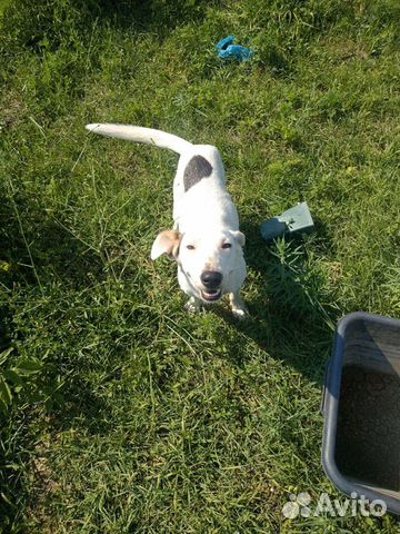 Собака породы Левретка в добрые руки