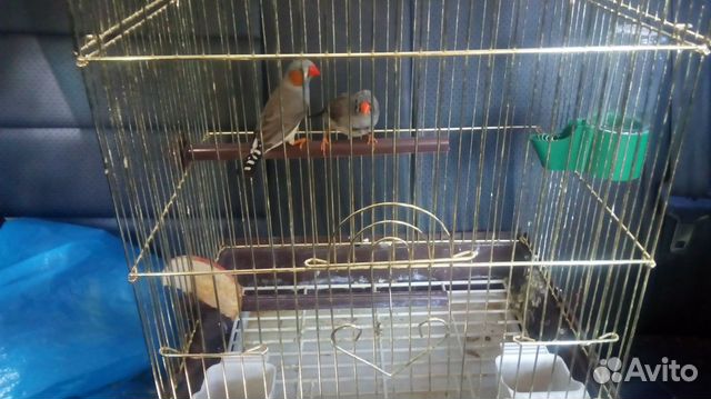 Попугайчики