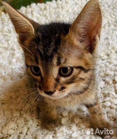 Чудом спасённые котята ищут дом