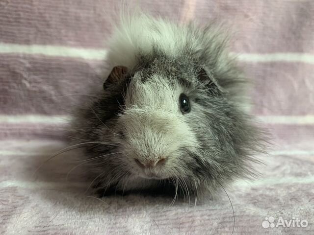 Морская свинка перуанец малыш