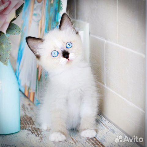 Котенок в добрые руки