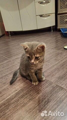 Поиск дома котёнку