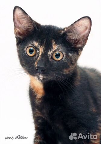 Красивый котенок Бастет (кошачья богиня)