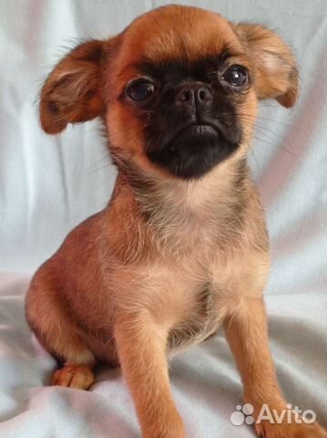 Пти брабансон