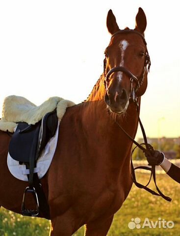 Ахалтекинский чистокровный жеребец 2015г.р