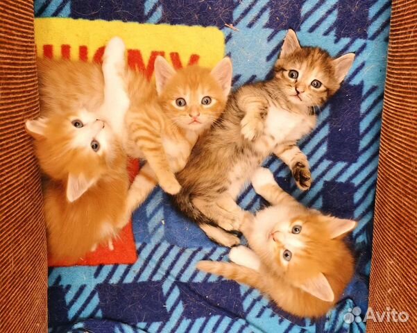 Кошка в дар