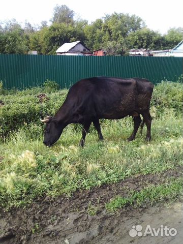 Корова дойная стельная (+2 тёлочки)