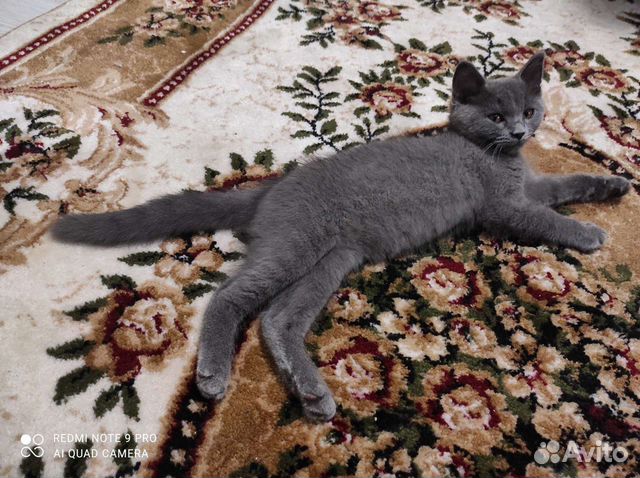 Британская кошка