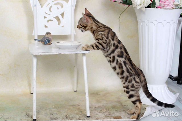 Бенгальская