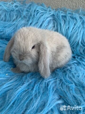 Карликовый вислоухий крольчонок сиамский