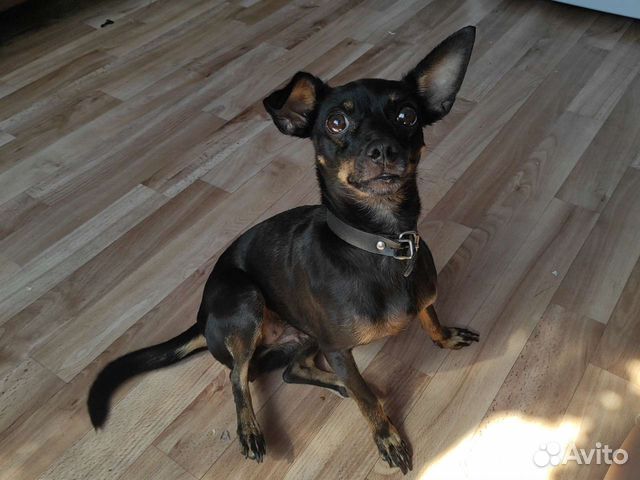 Собака в добрые руки русский Той-терьер