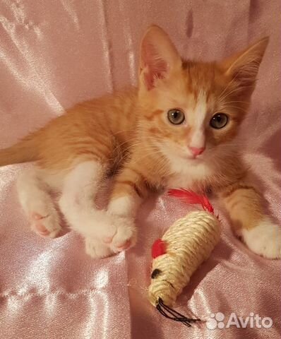 Рыжик супермодель