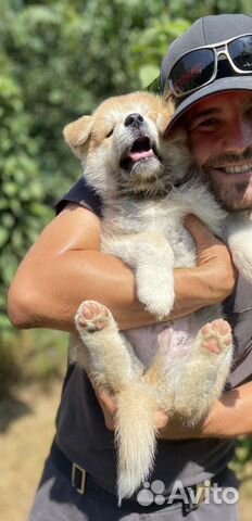 Щенок акита