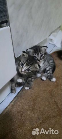 Котята в добрые руки, очень добрые умные, послушны