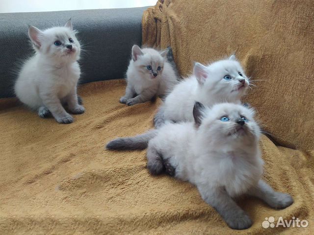 Котята, порода Невская маскарадная, мальчики
