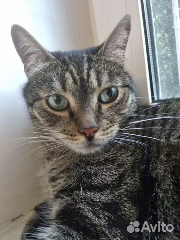 Котик Кирюха