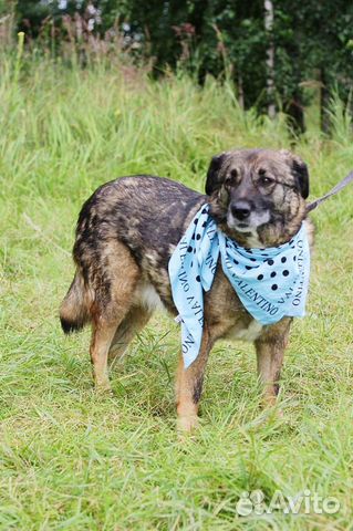 Очаровательная собака Карамелька ищет дом