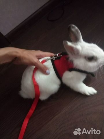 Кролик в добрые руки