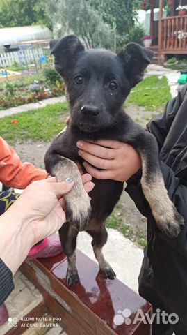 Щенок помесь немецкой овчарки