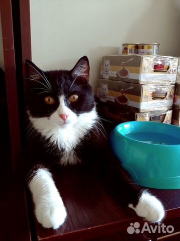 Котик в добрые руки