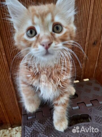 Малыш Лео ждет любящее сердце