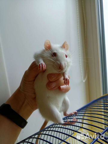Крыса отдам