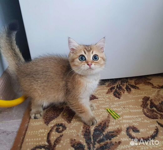 Золотой тикированный мальчик