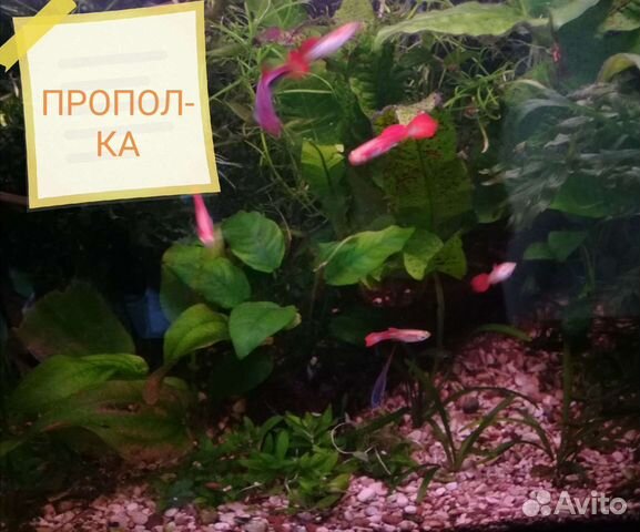 Аквариумные растения