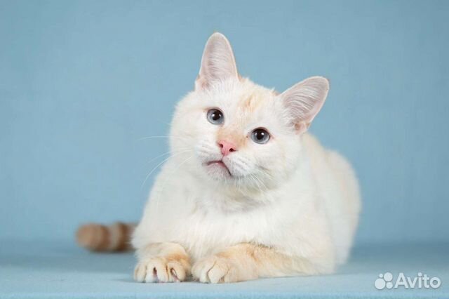 Красивый ласковый котик Силантий