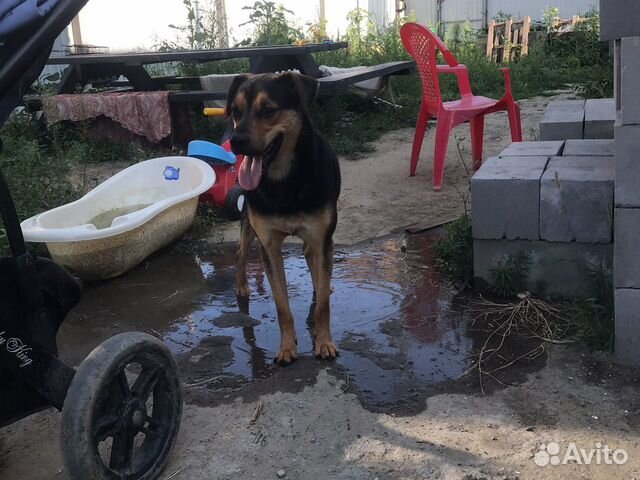 Отдадим в Шорошие Руки