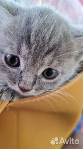 Котёночек в добрые и ответственные руки