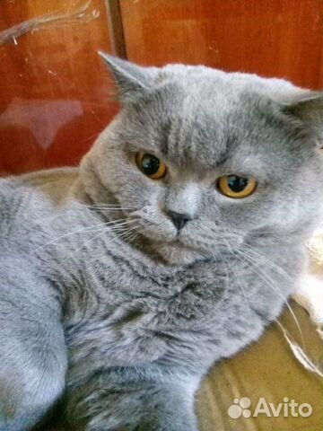 Британский кот для вязки