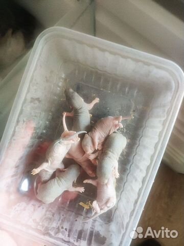 Крысята кормовые, заморозка и живые