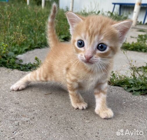 Котенок В добрые руки