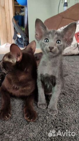 Ориентальный котенок