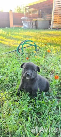 Отдам щенков в добрые руки. Умные,верные и преданн