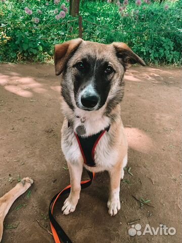 Веселая девочка щенок ищет самый лучший дом