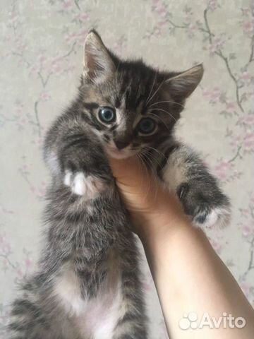 Котенок девочка