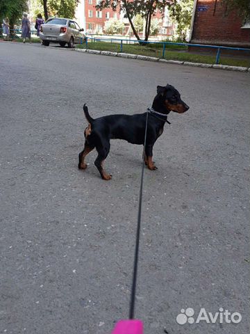 Цвергпинчер бесплатно