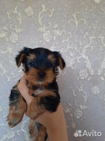 Йоркширский терьер