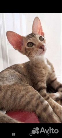 Ориентальный котёнок