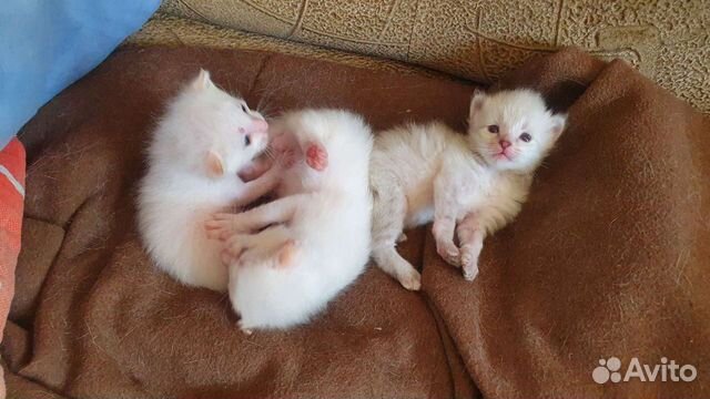 Котята
