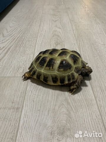 Черепаха сухопутная