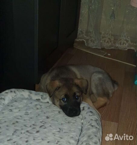 Собака в добрые руки щенок овчарки