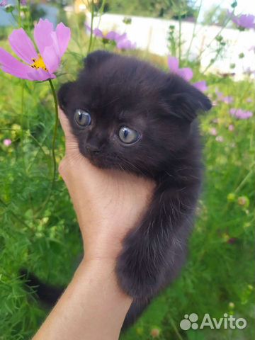 Кошки шотландцы вислоухие