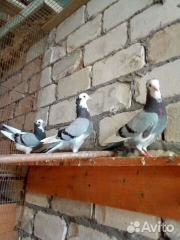 Продажа бакинских голубей
