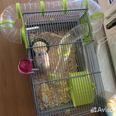 Сибирский хомяк с клеткой и аксессуарами
