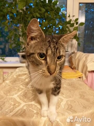 Кошечка идет дом и хозяев