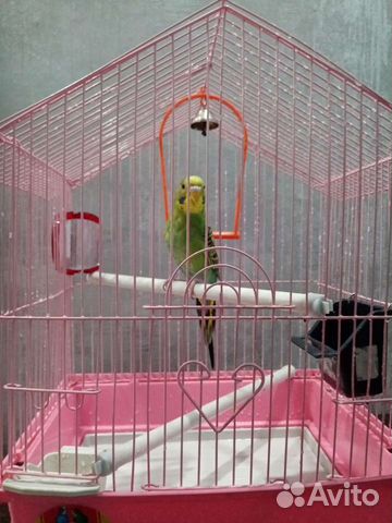 Волнистый попугай