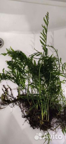 Папоротники и болбитис